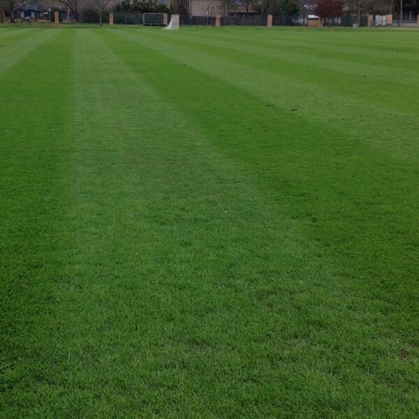 Premium Grass Seed Selection for Texas | BV Hydroseeding