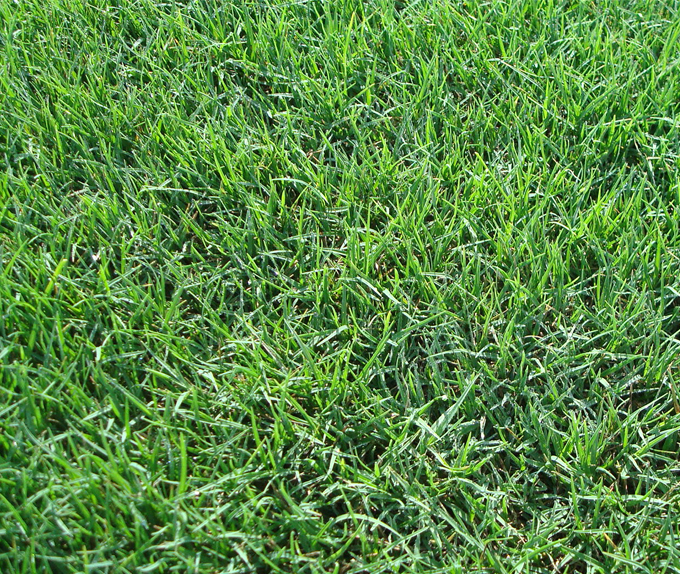 Premium Grass Seed Selection for Texas | BV Hydroseeding