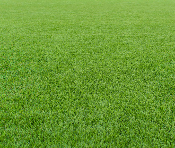 Premium Grass Seed Selection for Texas | BV Hydroseeding